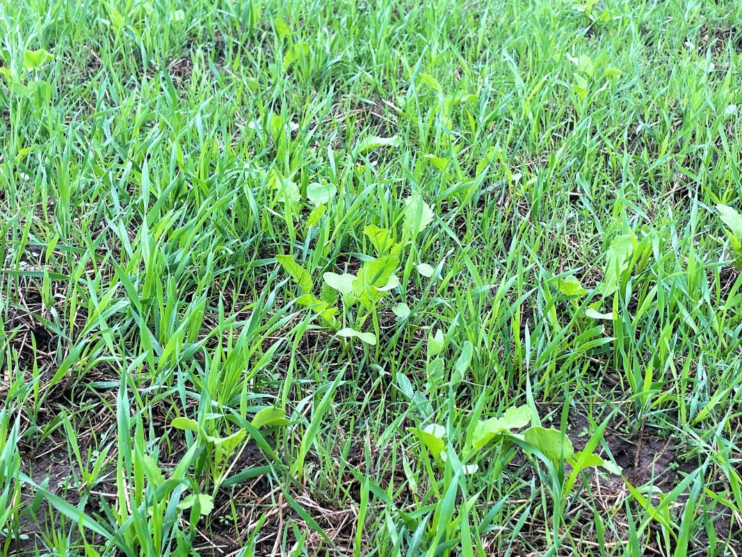 Autumn Ambush – Food Plot Concepts