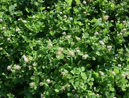 KICKSTART – Frost Seeding Clover Mix – 4 pounds – Food Plot Concepts