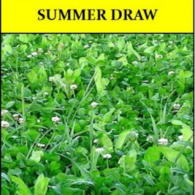 Forage Collards – Food Plot Concepts